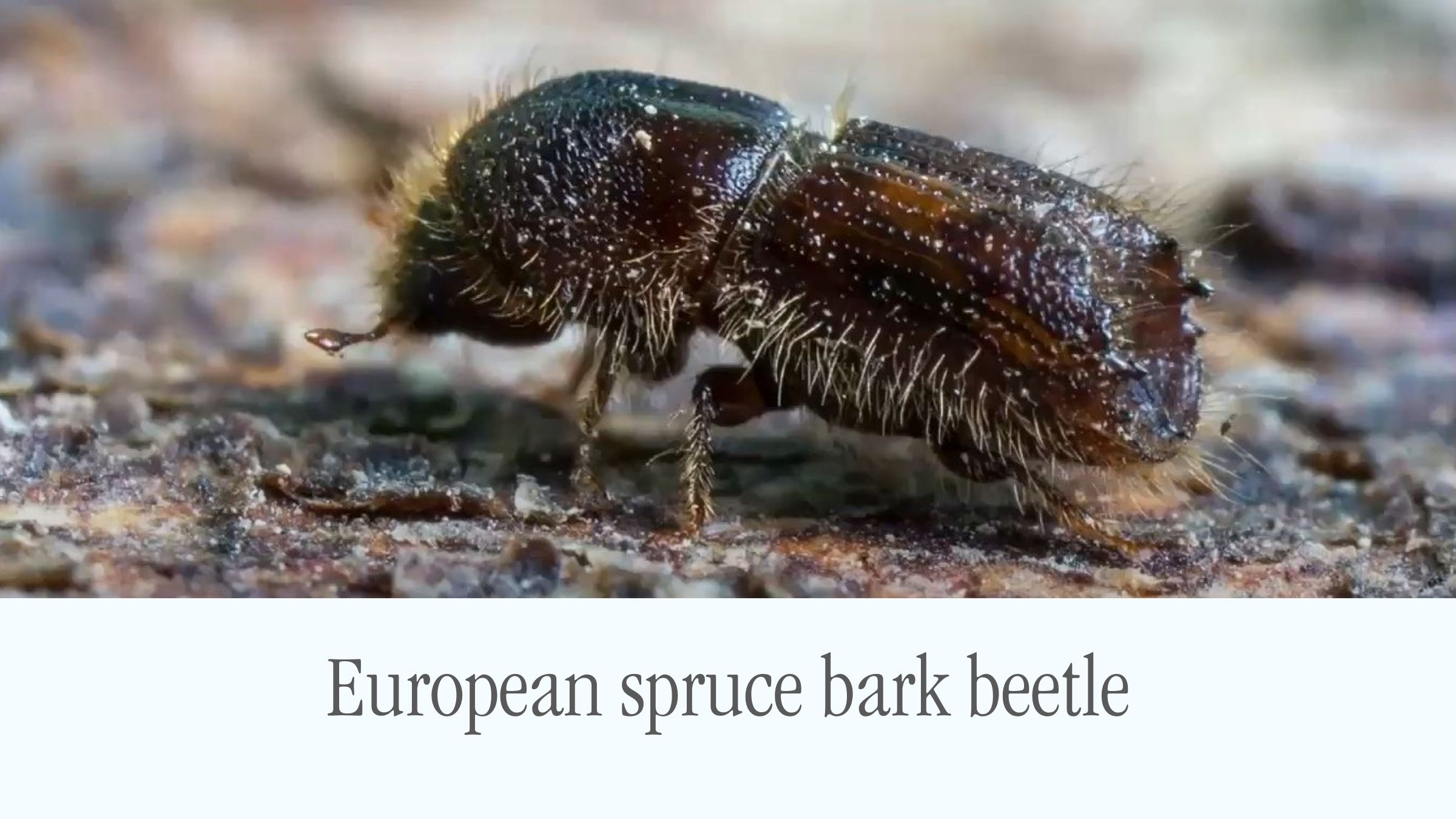 European spruce bark beetle I Arbonics