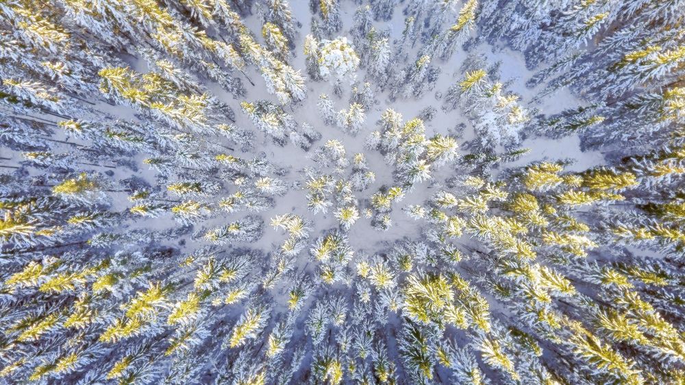 Arbonics' digital leap in Europe | Arbonics