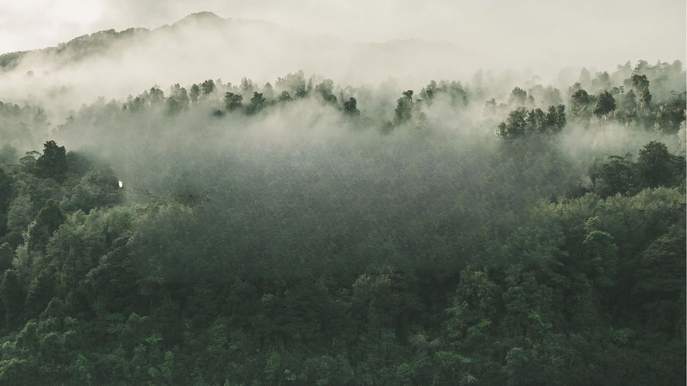 What are REDD+ carbon credits? | Arbonics