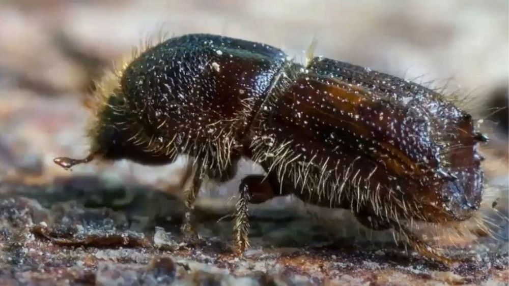 European spruce bark beetle I Arbonics