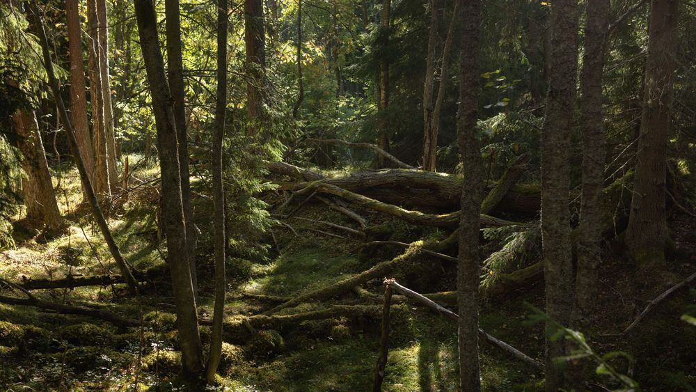 Forest Management | Arbonics